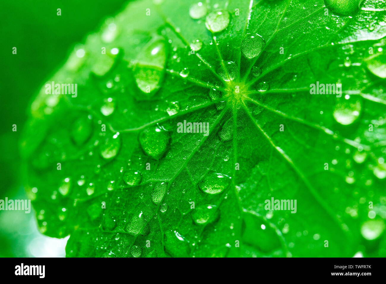 Copper grass leaves Stock Photo - Alamy