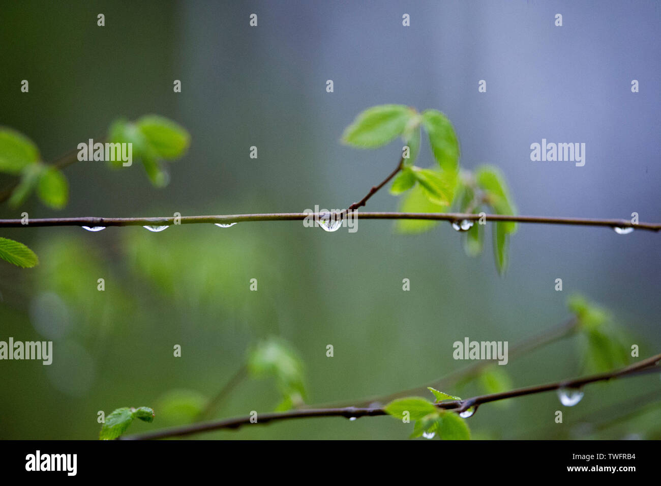 Leaves with drops of water hi-res stock photography and images - Alamy