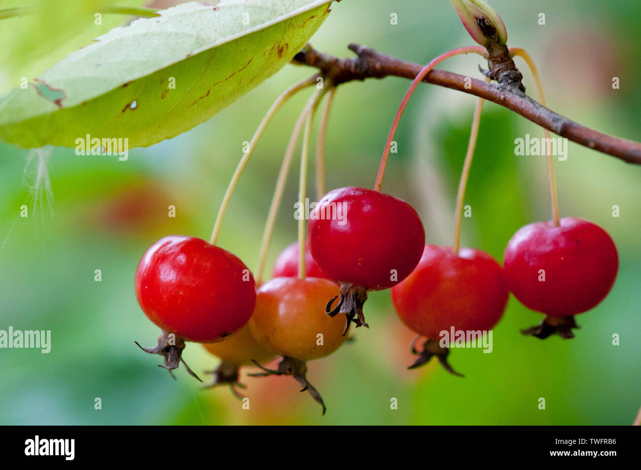 A close up of bright red and orange berries hanging from a tree branch ...