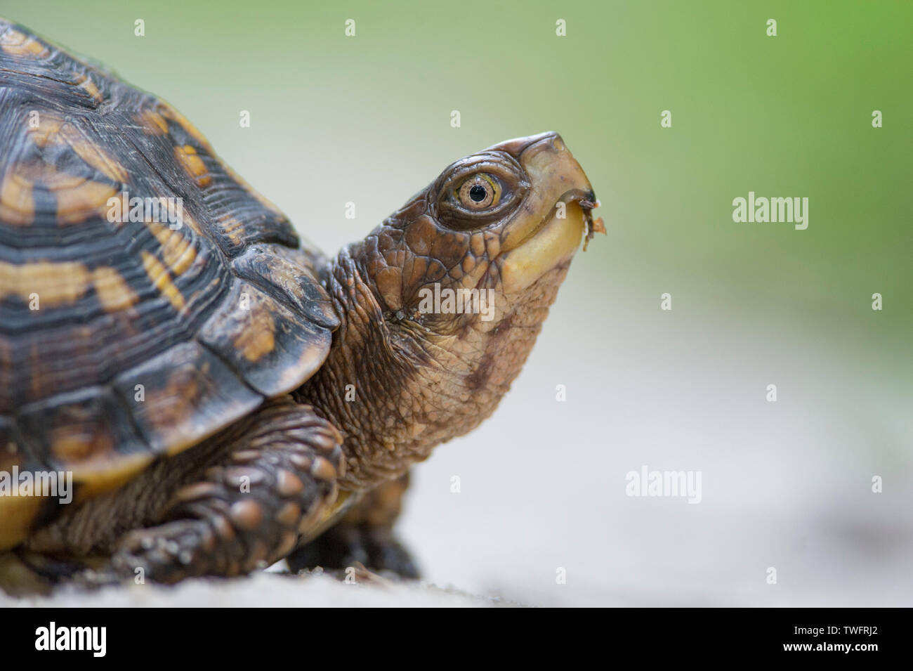 A close up photo of an Eastern Box Turtle with its textured skin with a ...