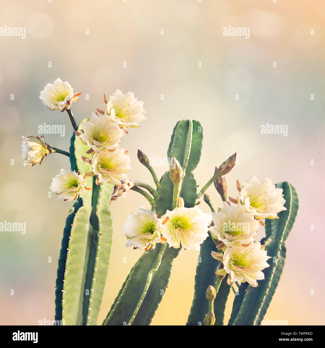 San Pedro Cactus with Beautiful White Flowers Stock Photo - Alamy