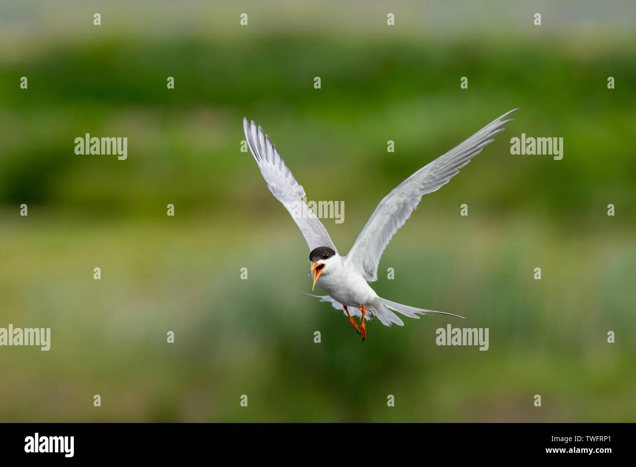 A Forsters Tern flies in front of a smooth green background while ...
