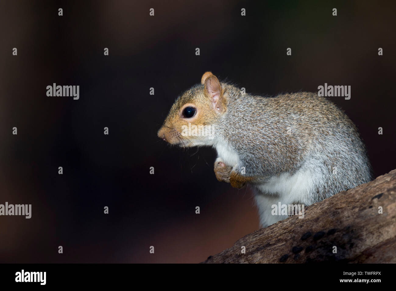 A Gray Squirrel stands on a log in a spotlight of bright sun with a ...