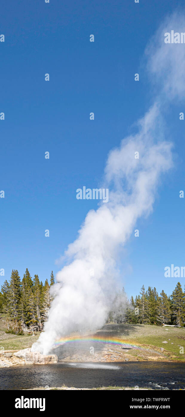 Riverside Geyser erupts with the Firehole river in the foreground ...