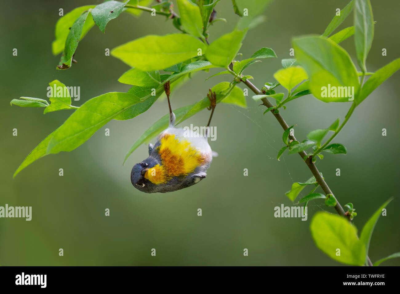 A Northern Parula hangs upside down from some leaves as it searches for ...