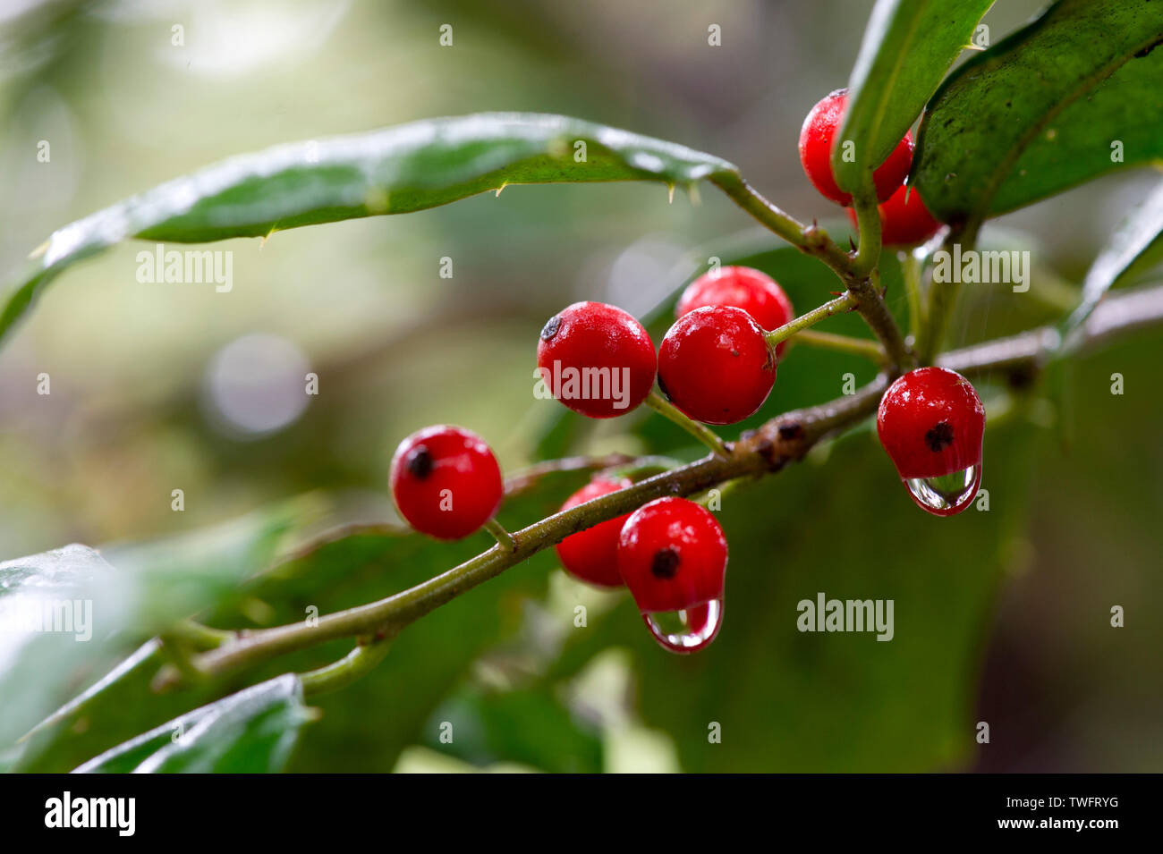 A close up cluster of bright red holly berries dripping with rain water ...