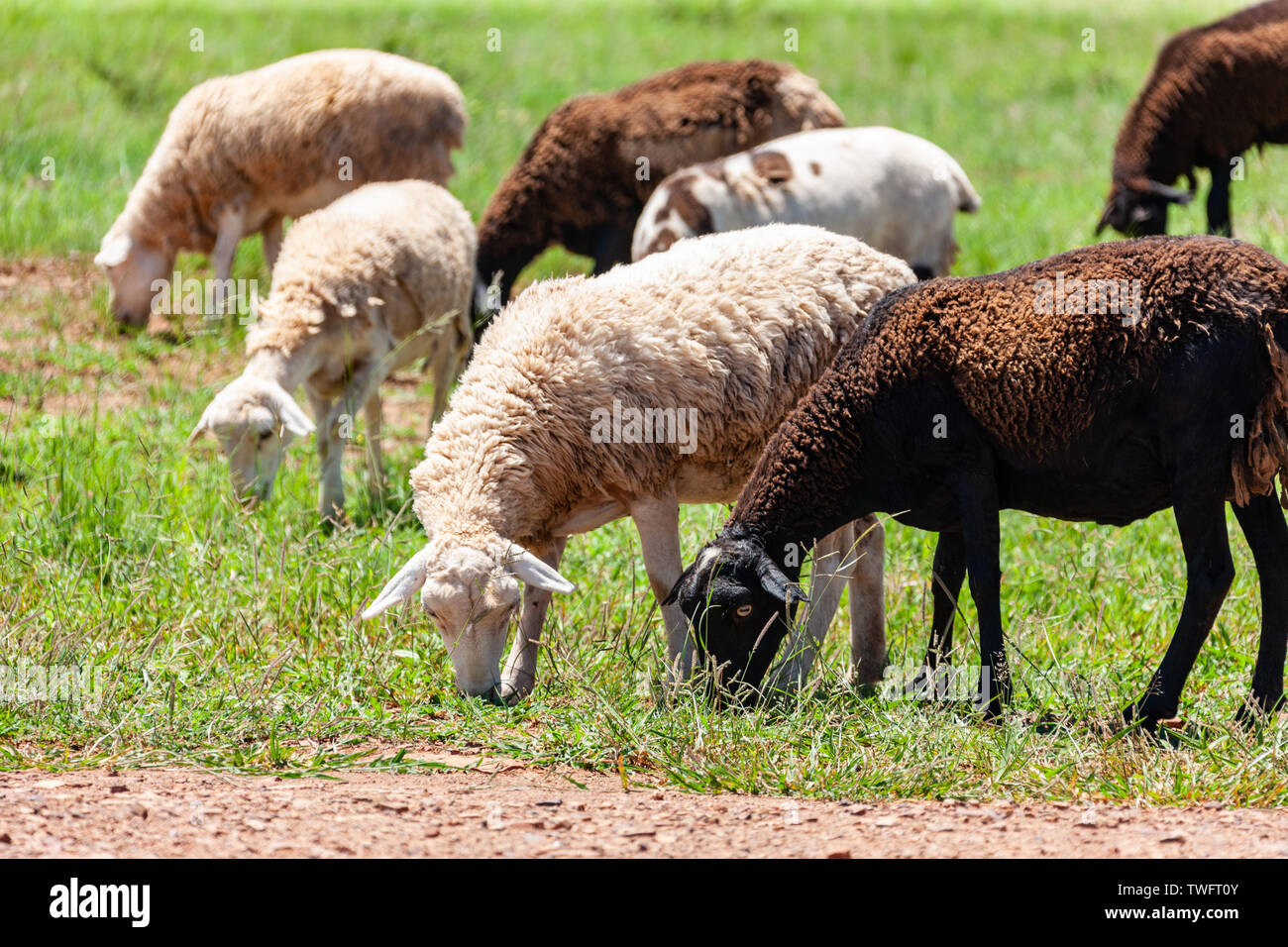 flock of sheep frazing on the summer grass in Botswana Stock Photo - Alamy