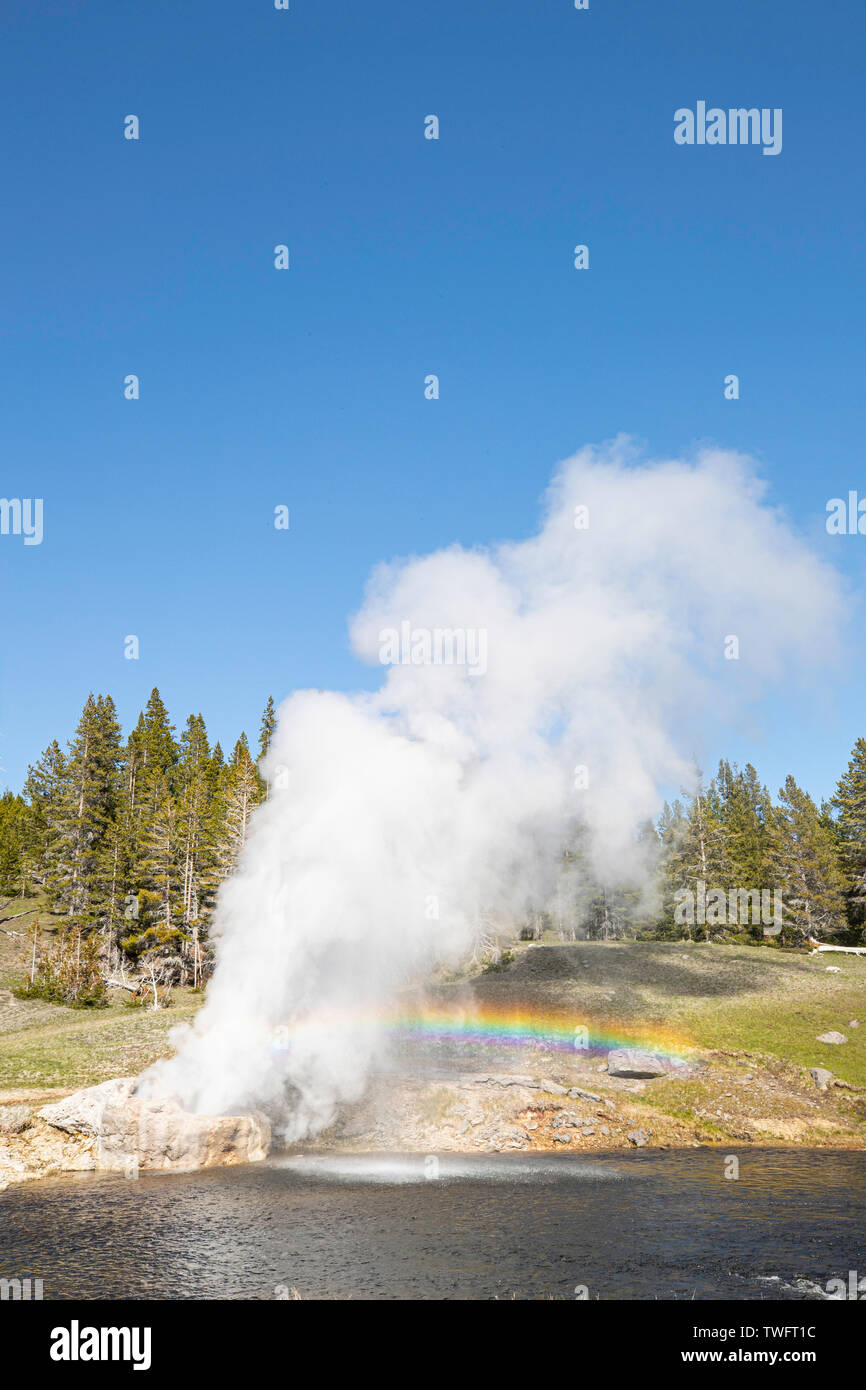 Riverside Geyser erupts with the Firehole river in the foreground ...