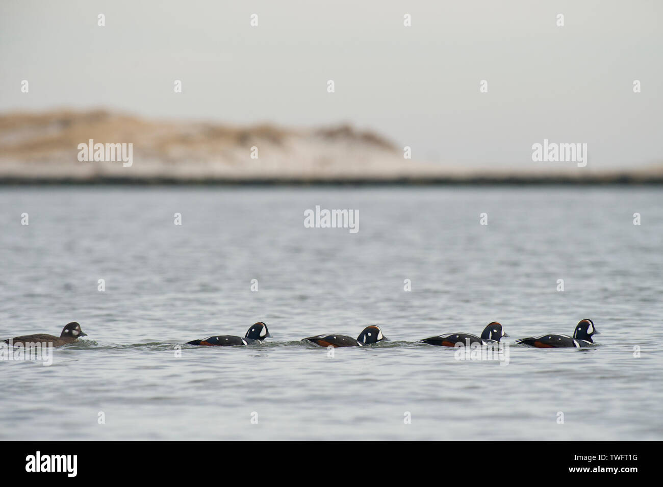 Straight line swimming hi-res stock photography and images - Alamy