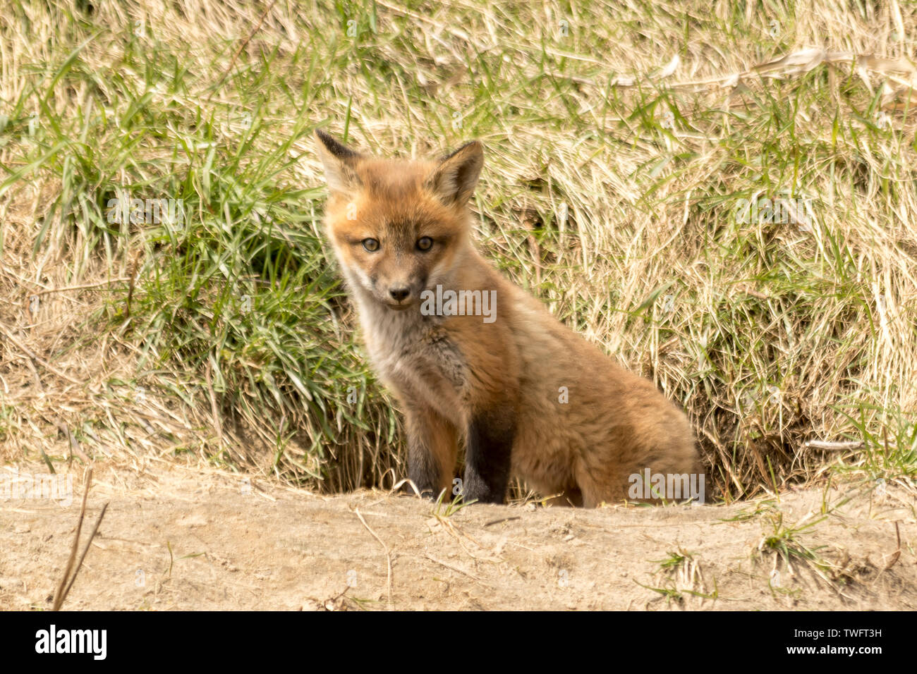 Portrait of a fox cub, Canada Stock Photo - Alamy