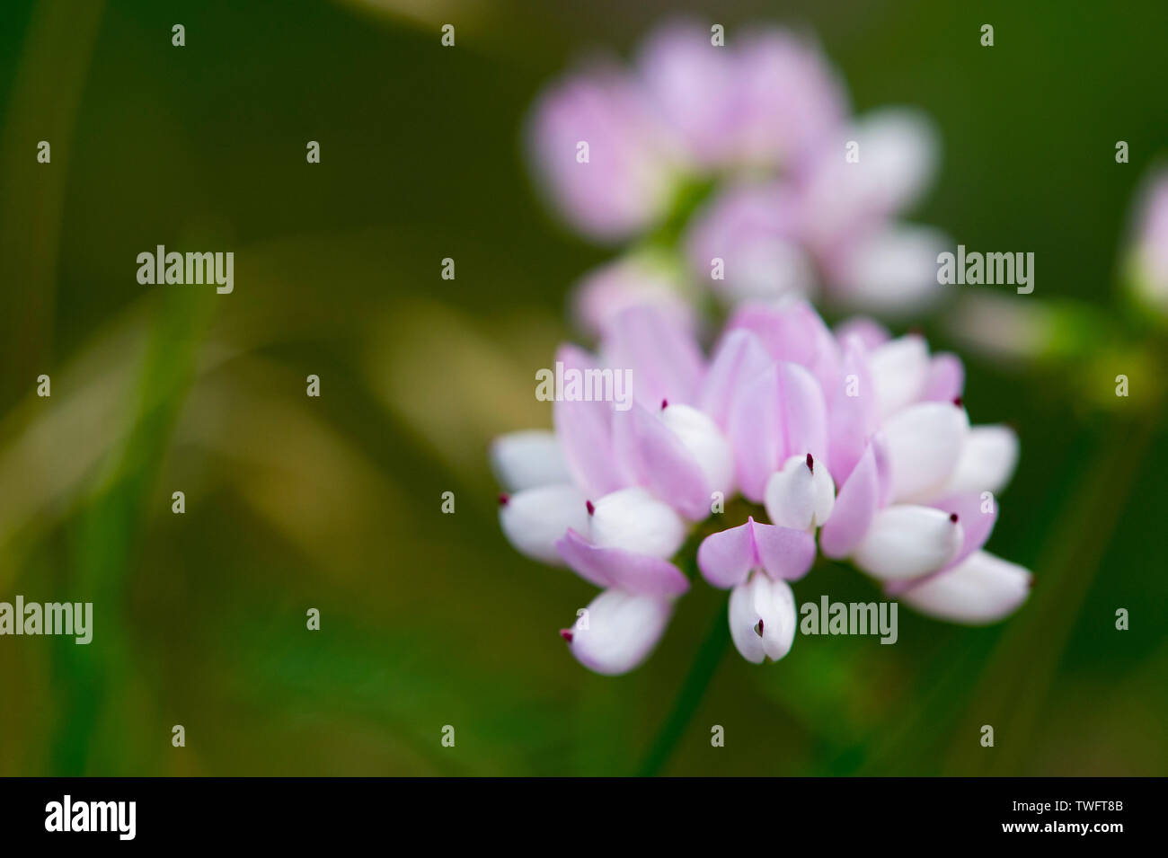 A soft purple and white flower photographed close up in soft overcast ...
