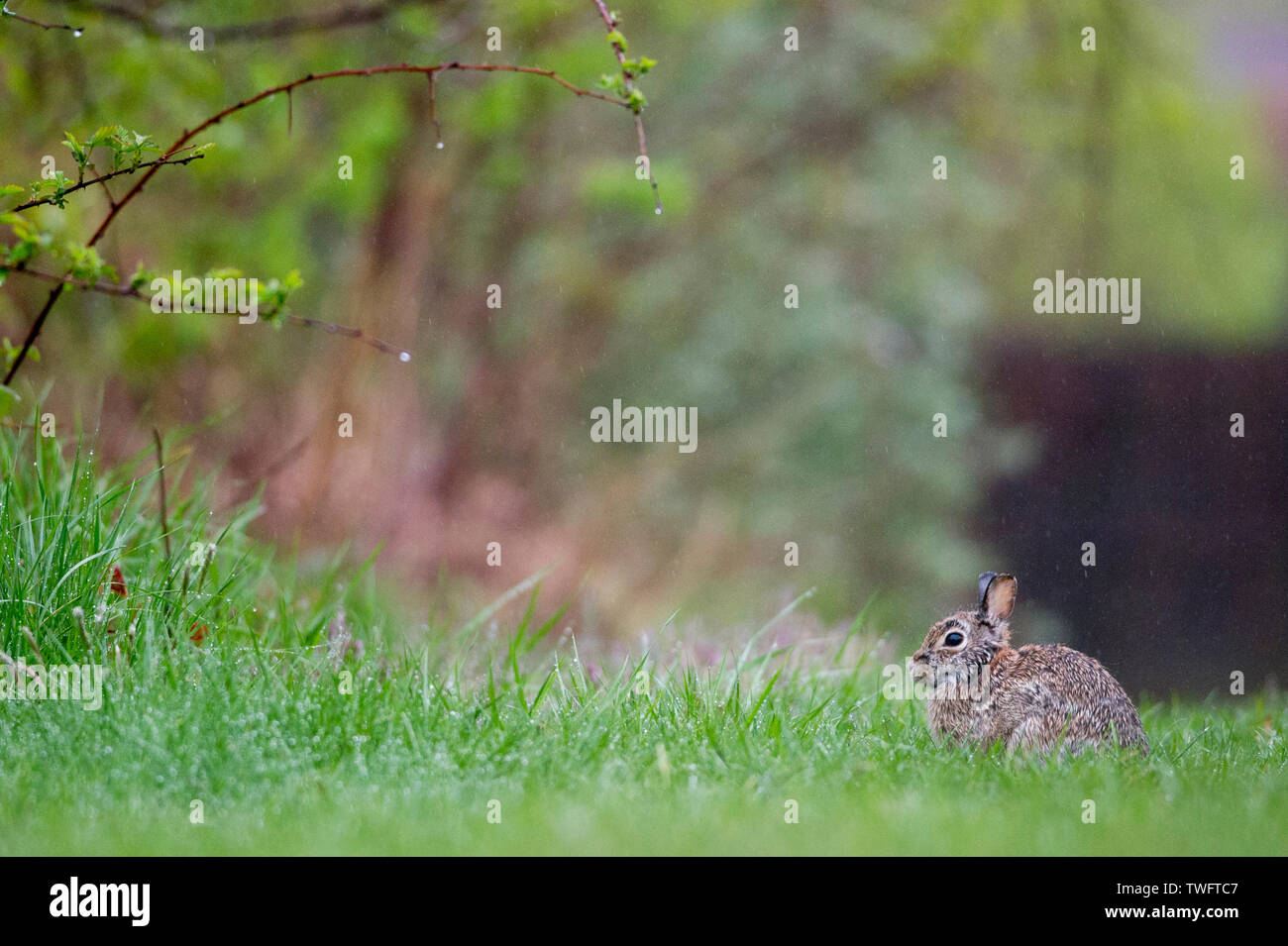 Rabbit in the rain hi-res stock photography and images - Alamy