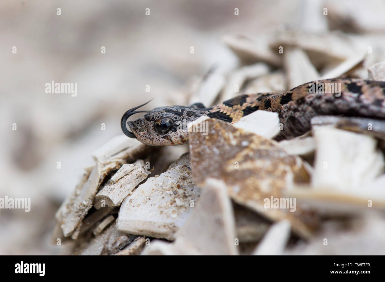 Snake shells hi-res stock photography and images - Alamy