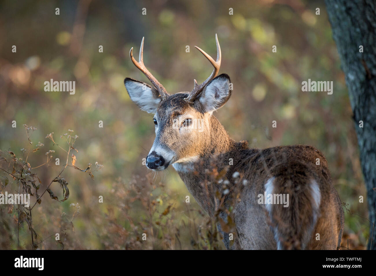 A small Whitetail deer buck looks back into the sun in the forest Stock ...