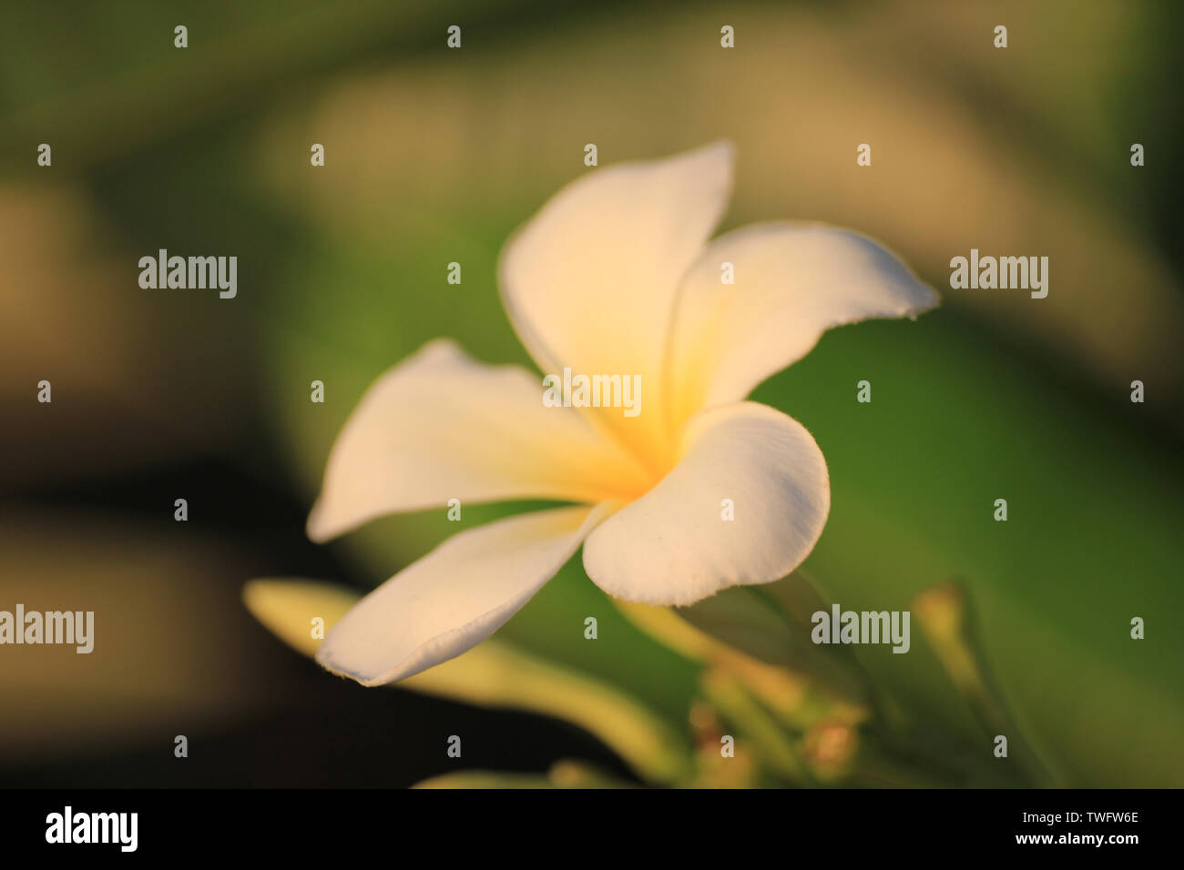Full bloom white flower Series 3 Stock Photo - Alamy