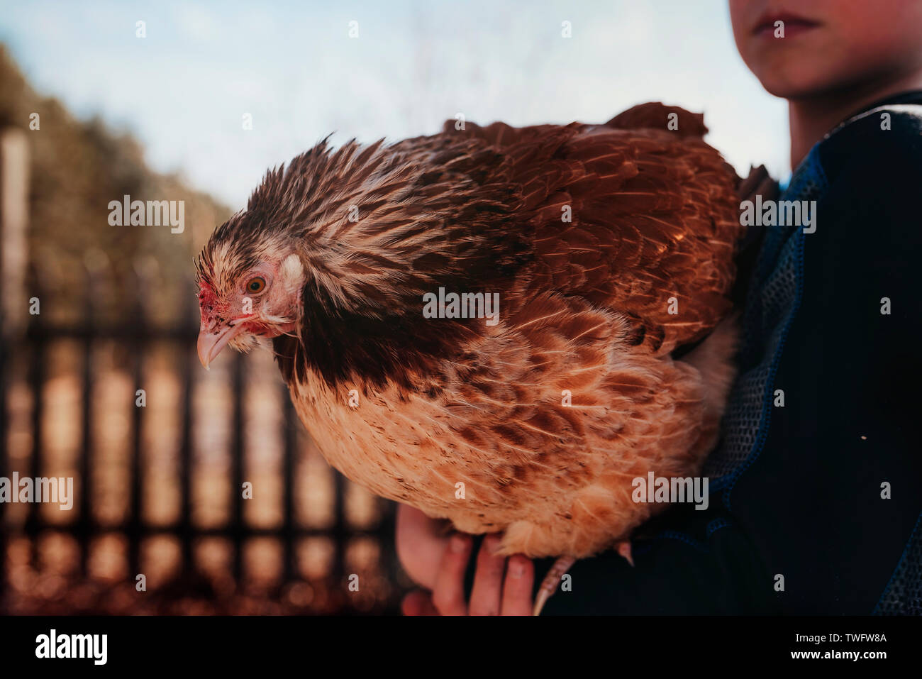Close-up of a boy carrying a chicken, United States Stock Photo - Alamy