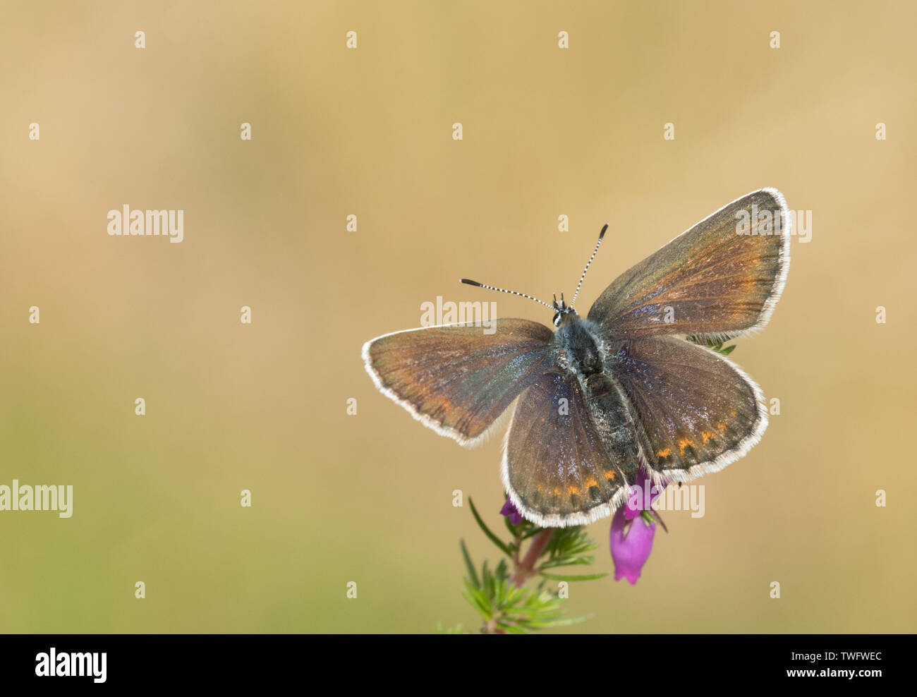 Silver Studded Blue butterfly (Plebejus argus) at Prees Heath ...