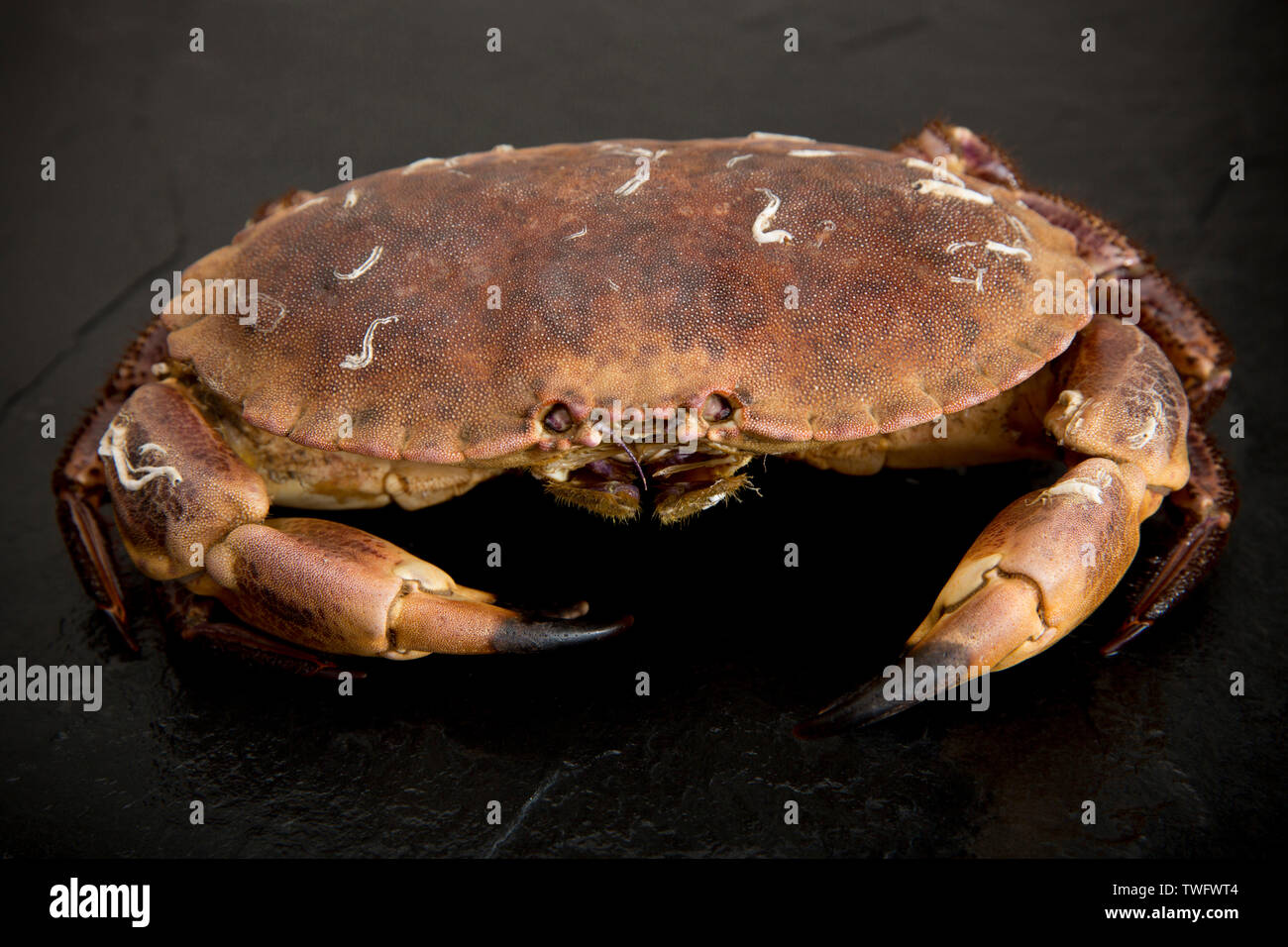A live female edible, or brown, crab, Cancer pagurus, caught in a pot ...