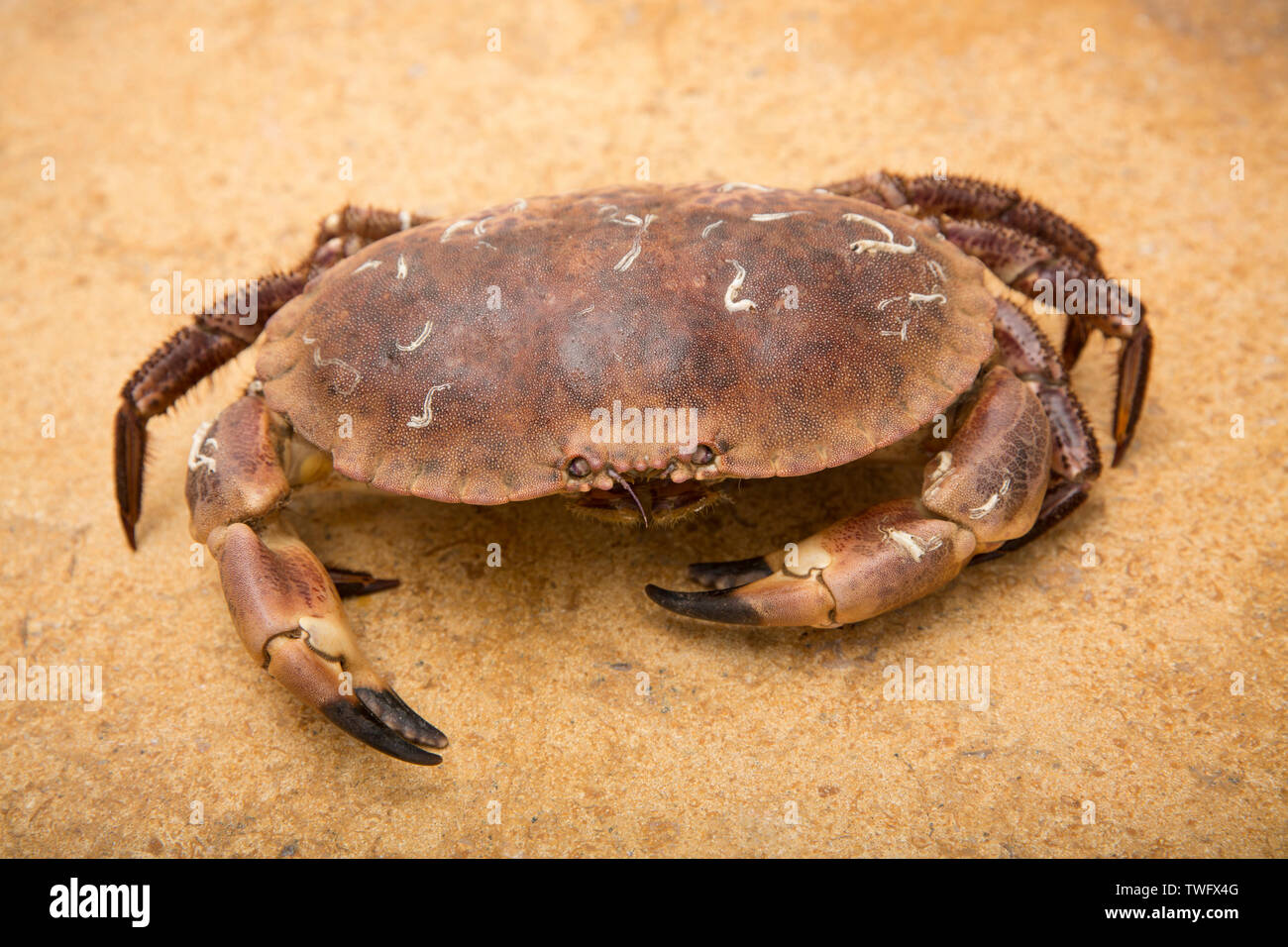 A live female edible, or brown, crab, Cancer pagurus, caught in a pot ...