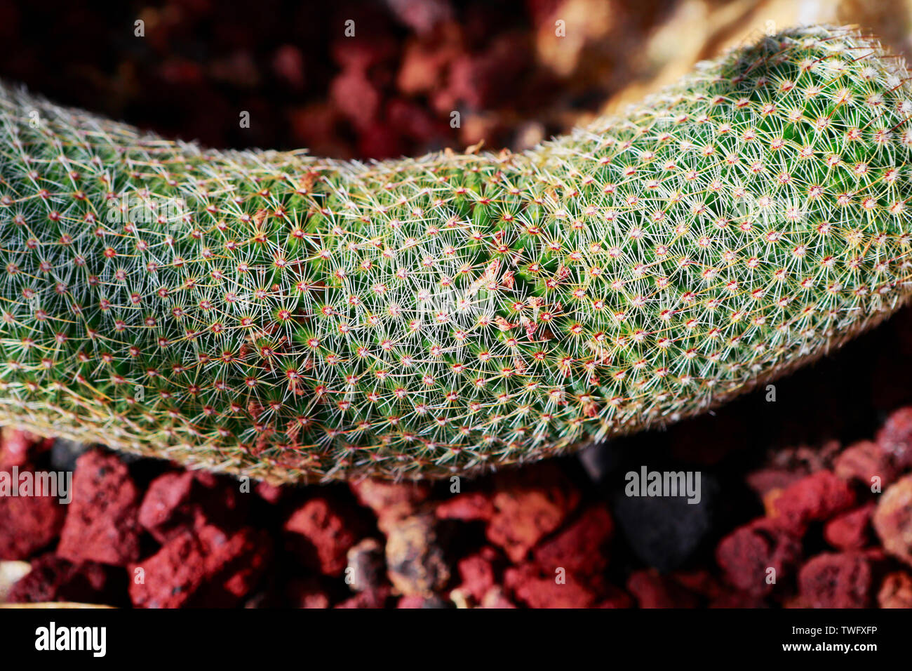 Mammillaria Matudae High Resolution Stock Photography and Images - Alamy