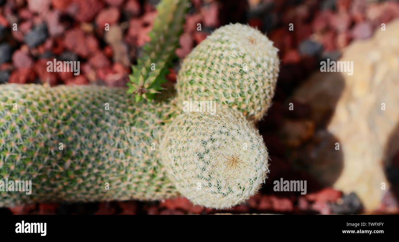 Mammillaria Matudae High Resolution Stock Photography and Images - Alamy