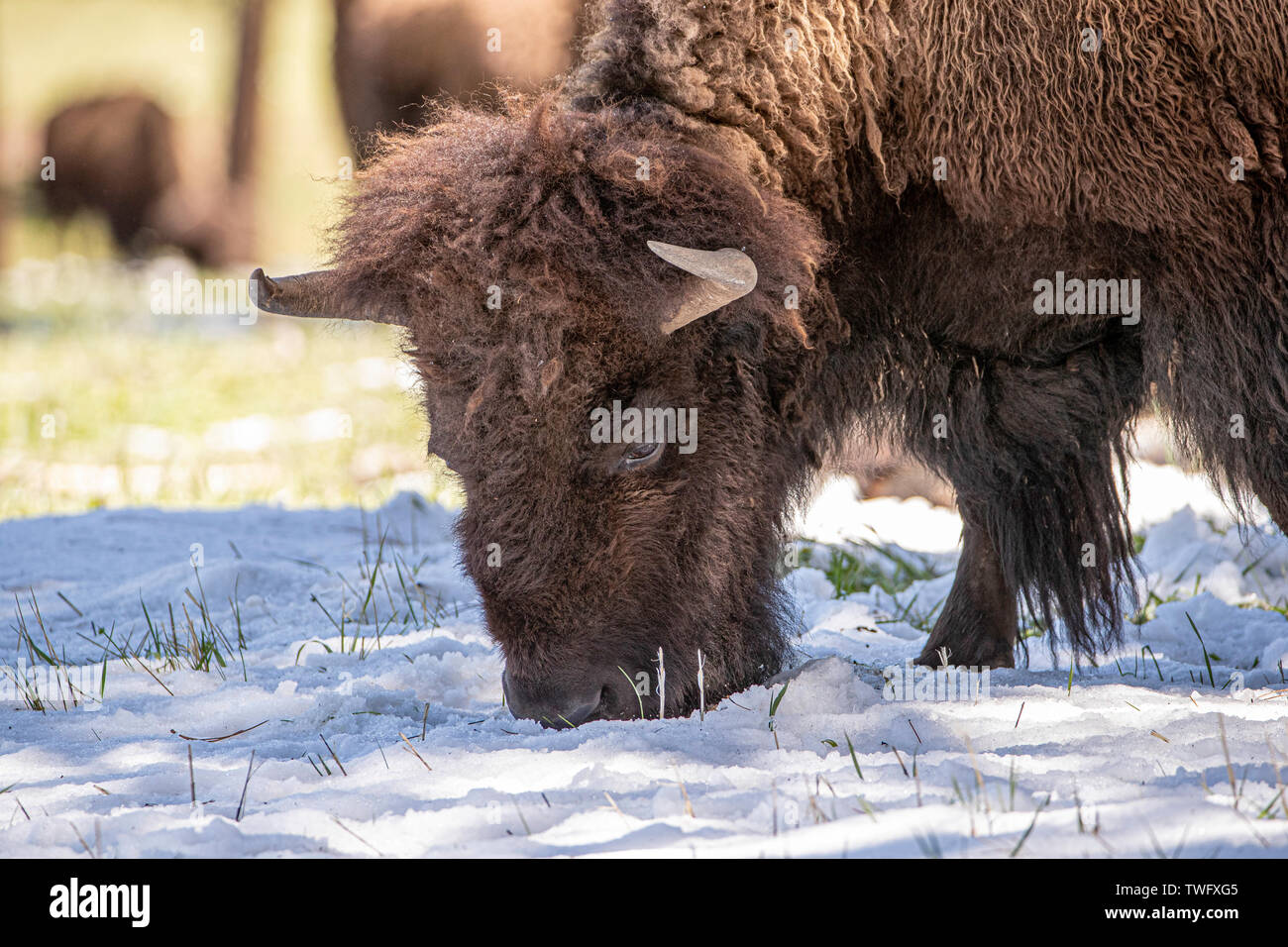 Bison face of snow hi-res stock photography and images - Alamy
