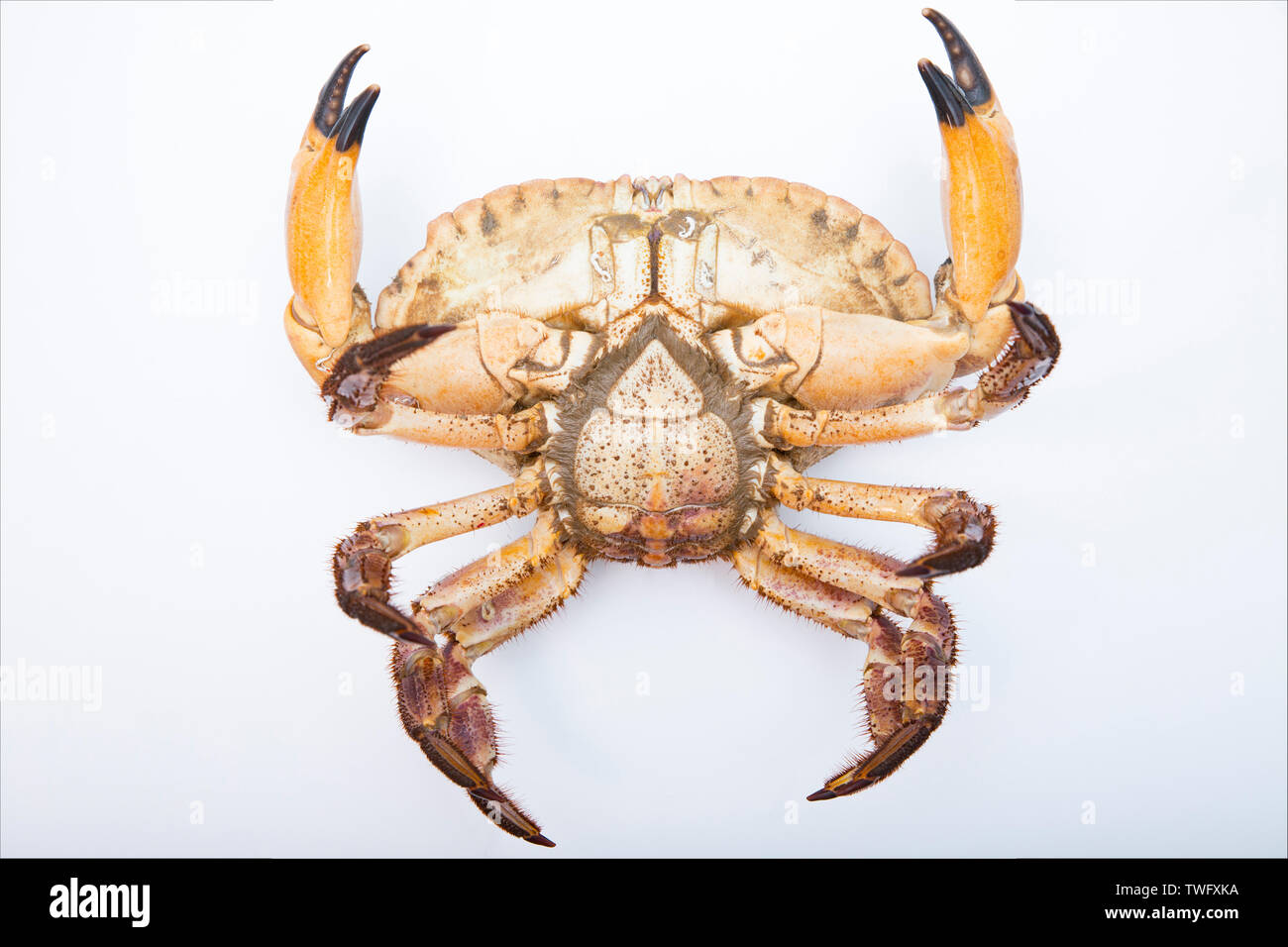 A live female edible, or brown, crab, Cancer pagurus, caught in a pot ...