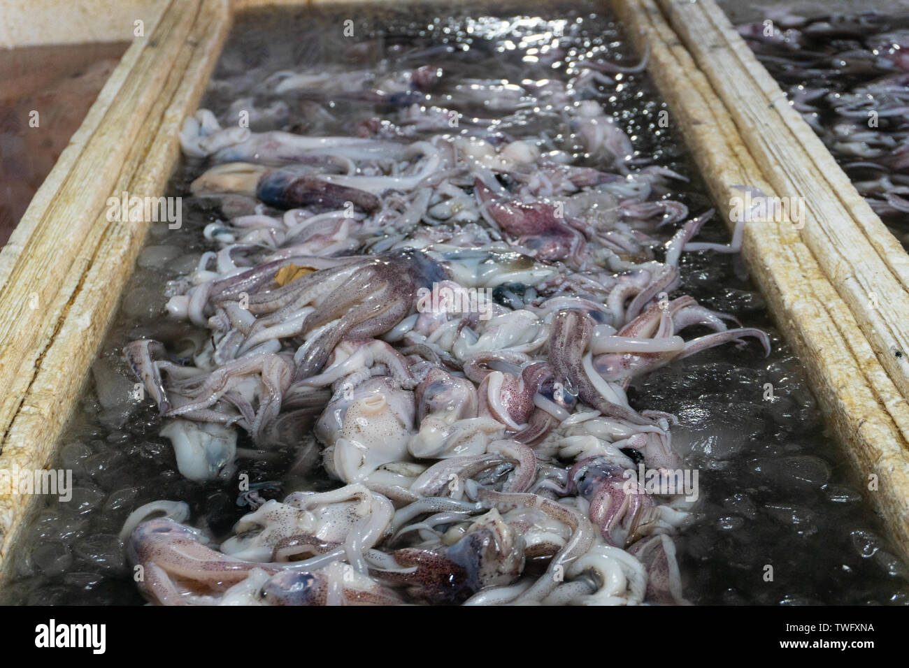 Soft cuttlefish hi-res stock photography and images - Alamy