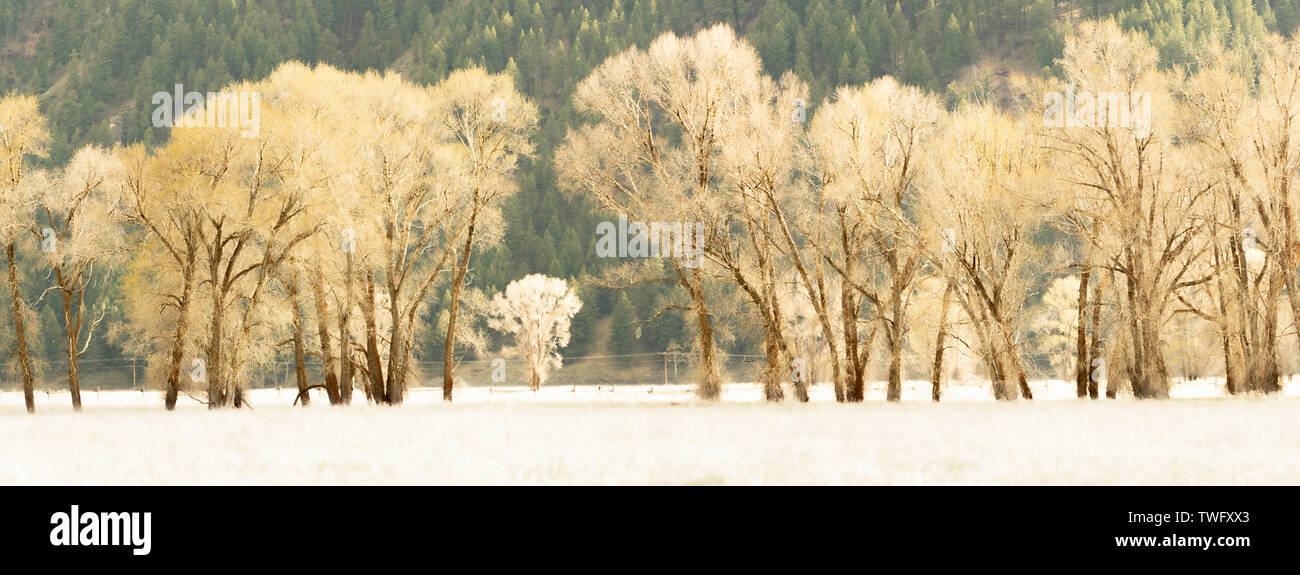 Panorama of Aspen trees in the Grand Teton National Park Stock Photo ...