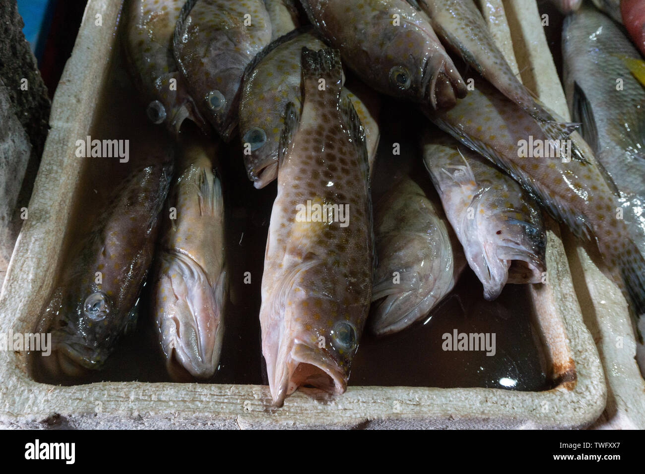 Fresh and raw grouper fish at Kedonganan fish market Bali Stock Photo ...