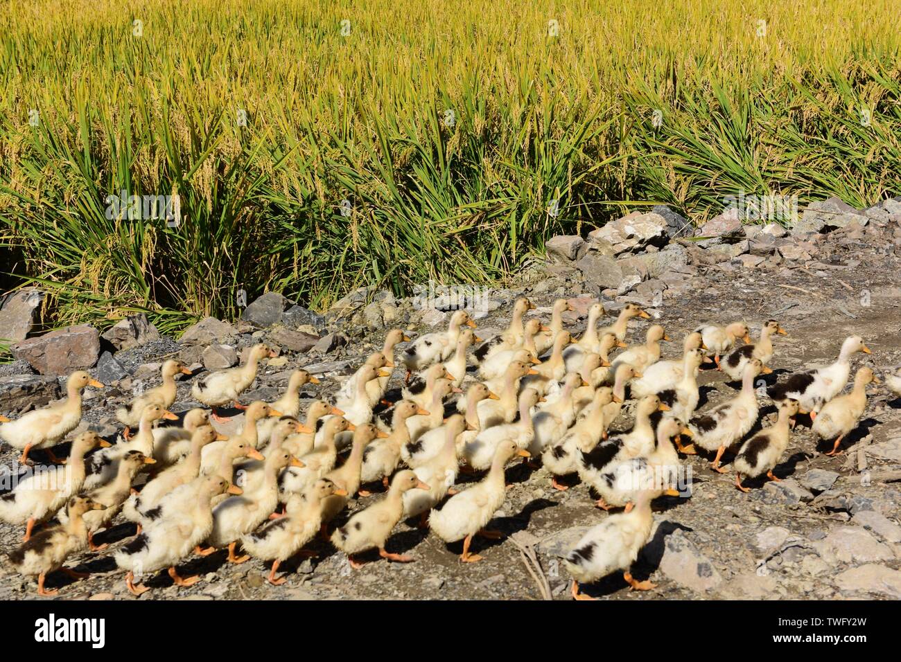 Spike ducks hi-res stock photography and images - Alamy