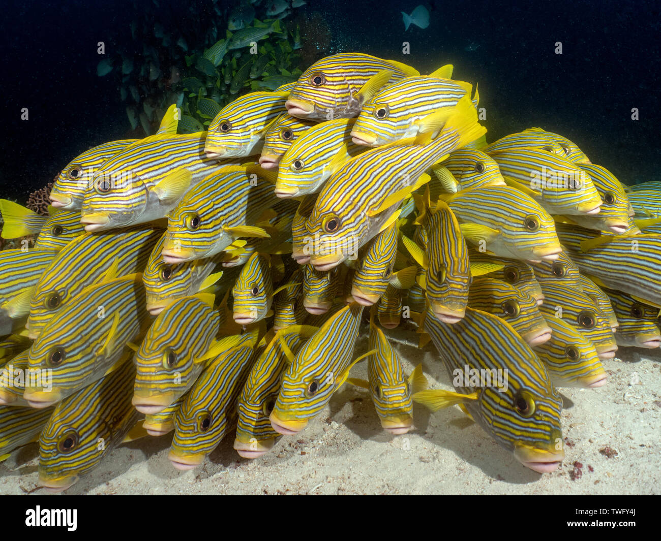 School of striped sweetlips fish, Raya Ampat, West Papua, Indonesia ...