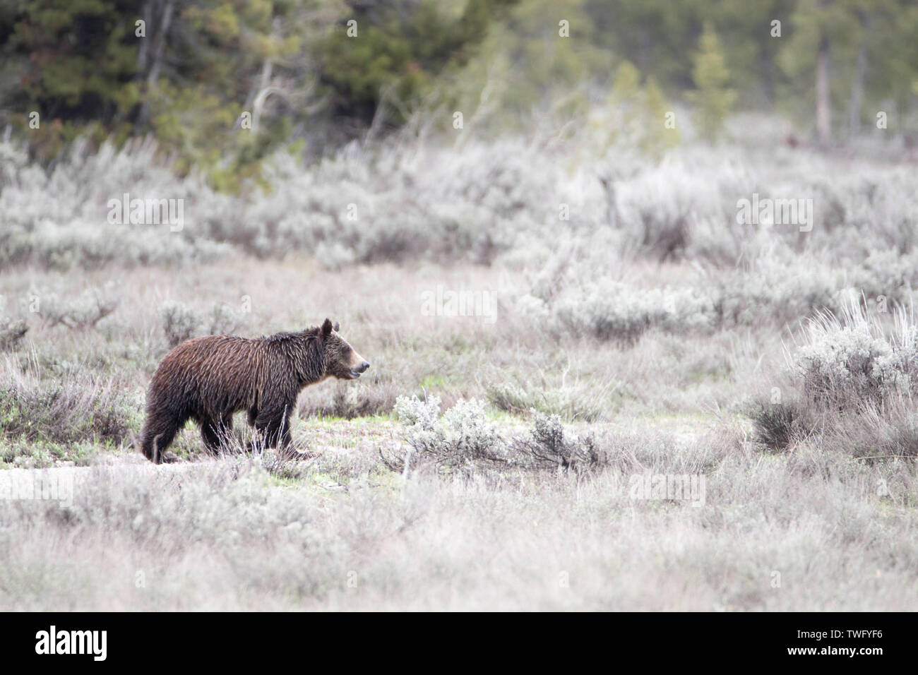 Lone grizzly bear cub in a meadow, Yellowstone, USA Stock Photo - Alamy