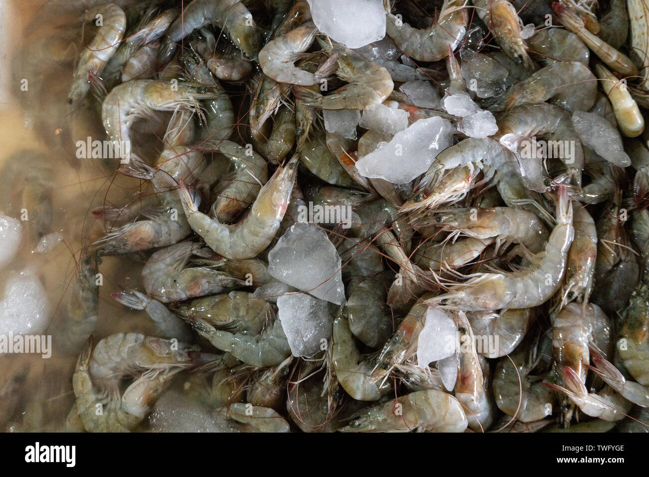 White fresh raw shrimp in hi-res stock photography and images - Alamy