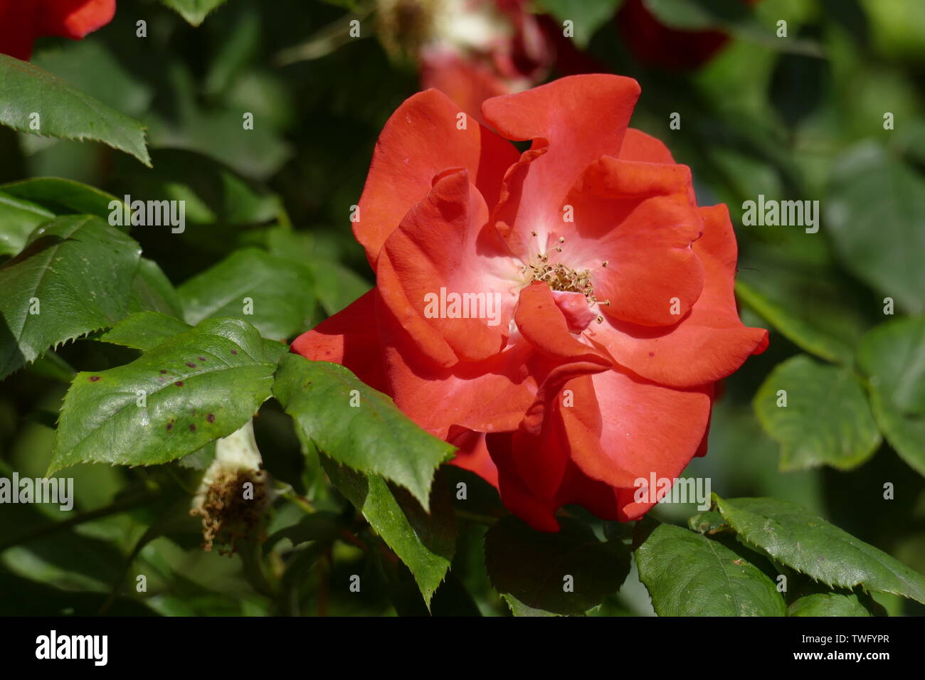 Red rose, dark background, Germany Stock Photo - Alamy