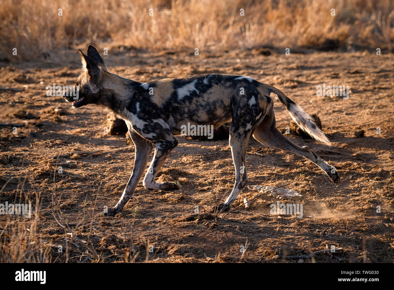 African wild dog loping across a dusty patch Stock Photo - Alamy