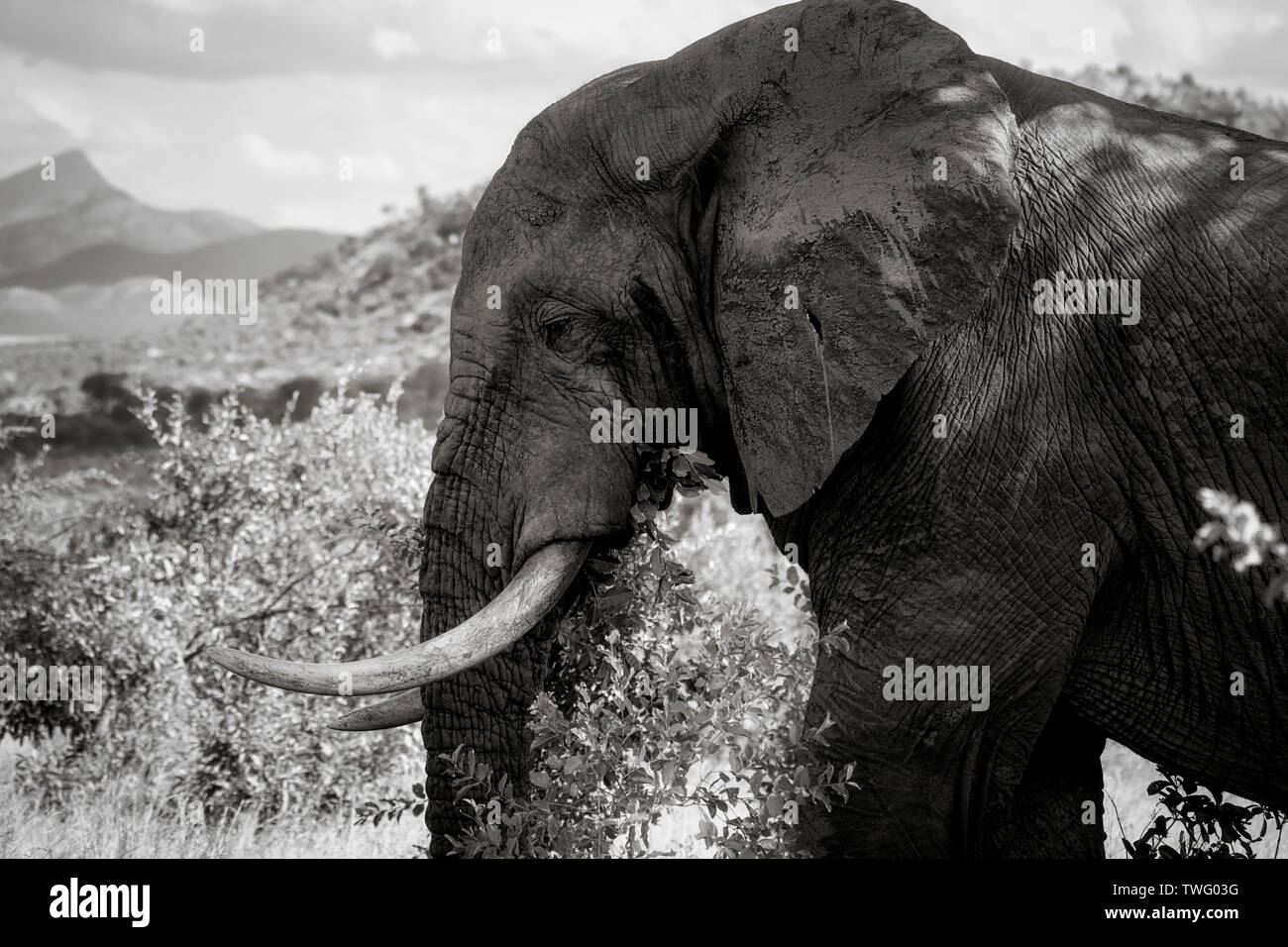 Browsing on tree hi-res stock photography and images - Alamy