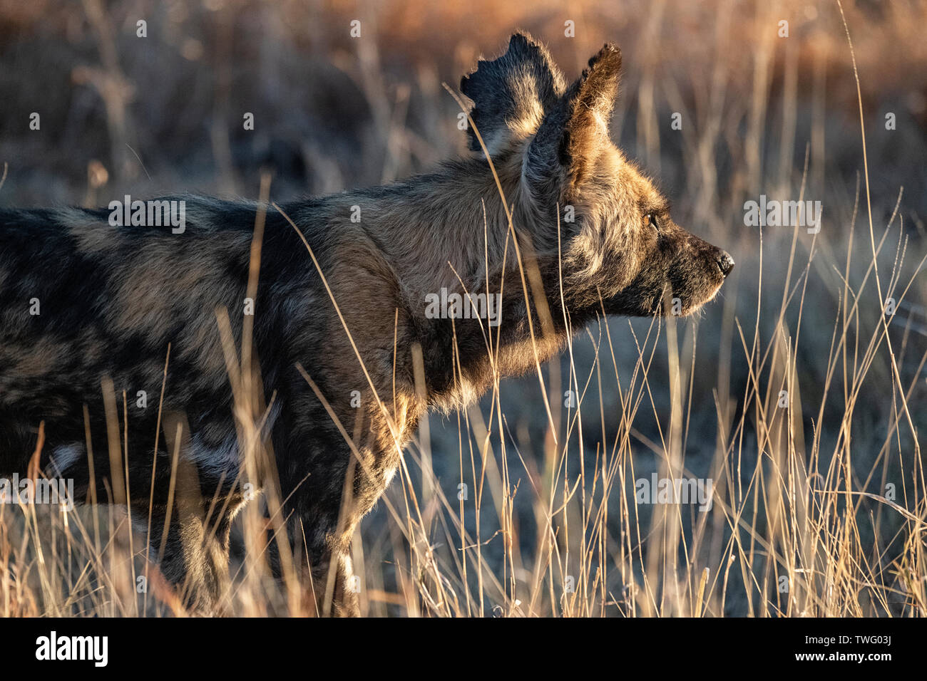 African wild dog staring intently Stock Photo - Alamy