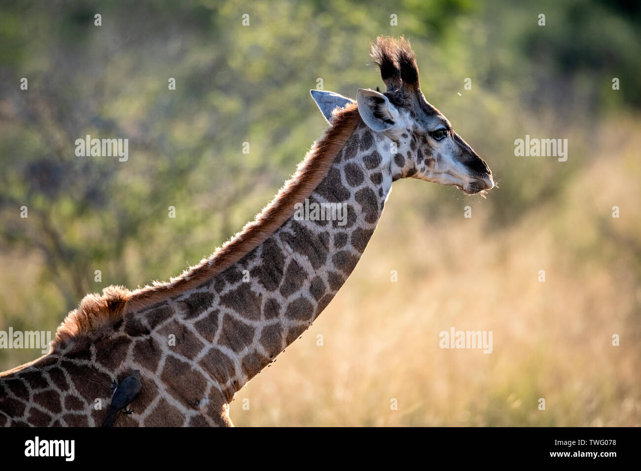 Oxpecker on a giraffe hi-res stock photography and images - Alamy