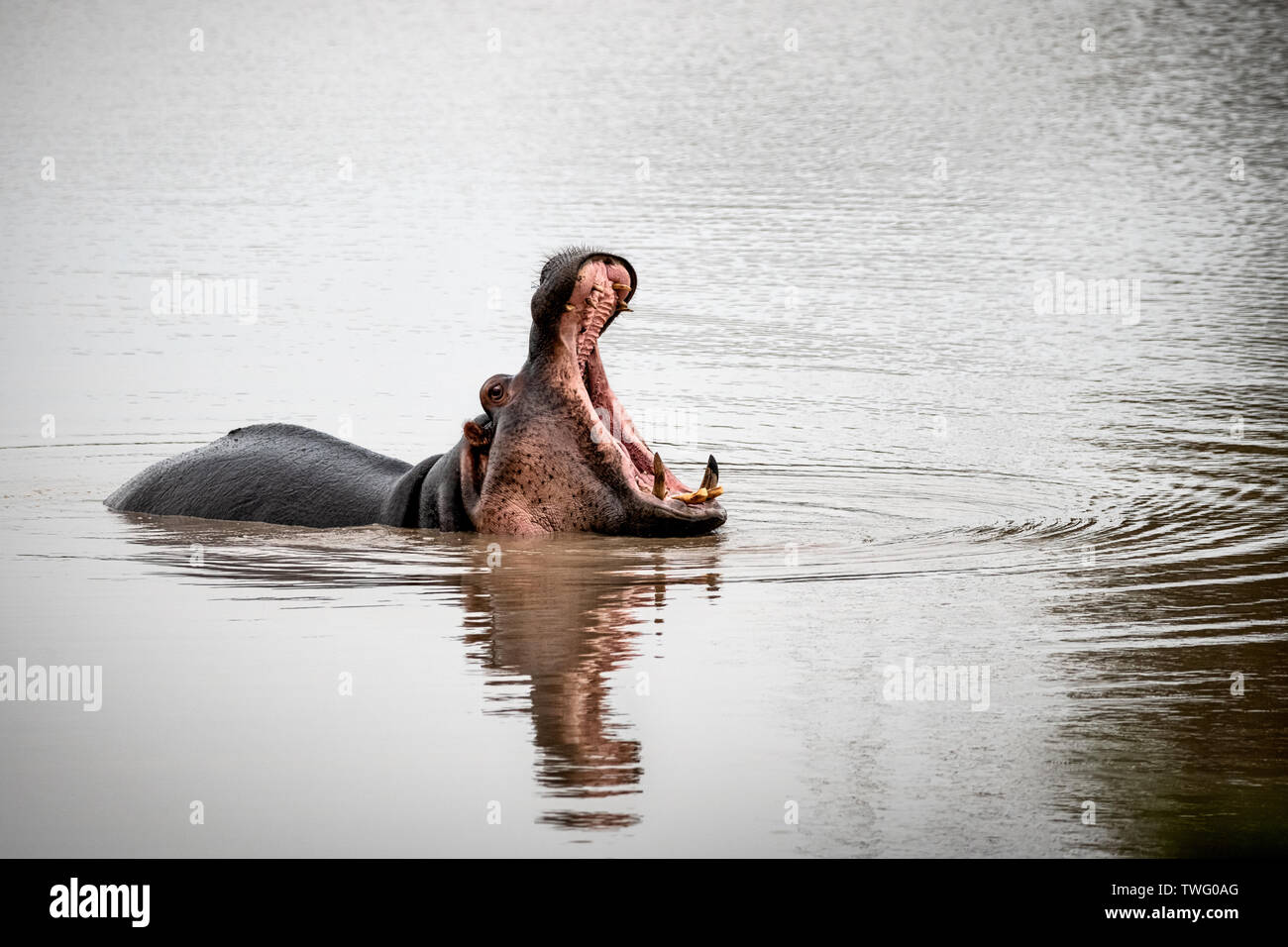 A hippos with its mouth open Stock Photo - Alamy