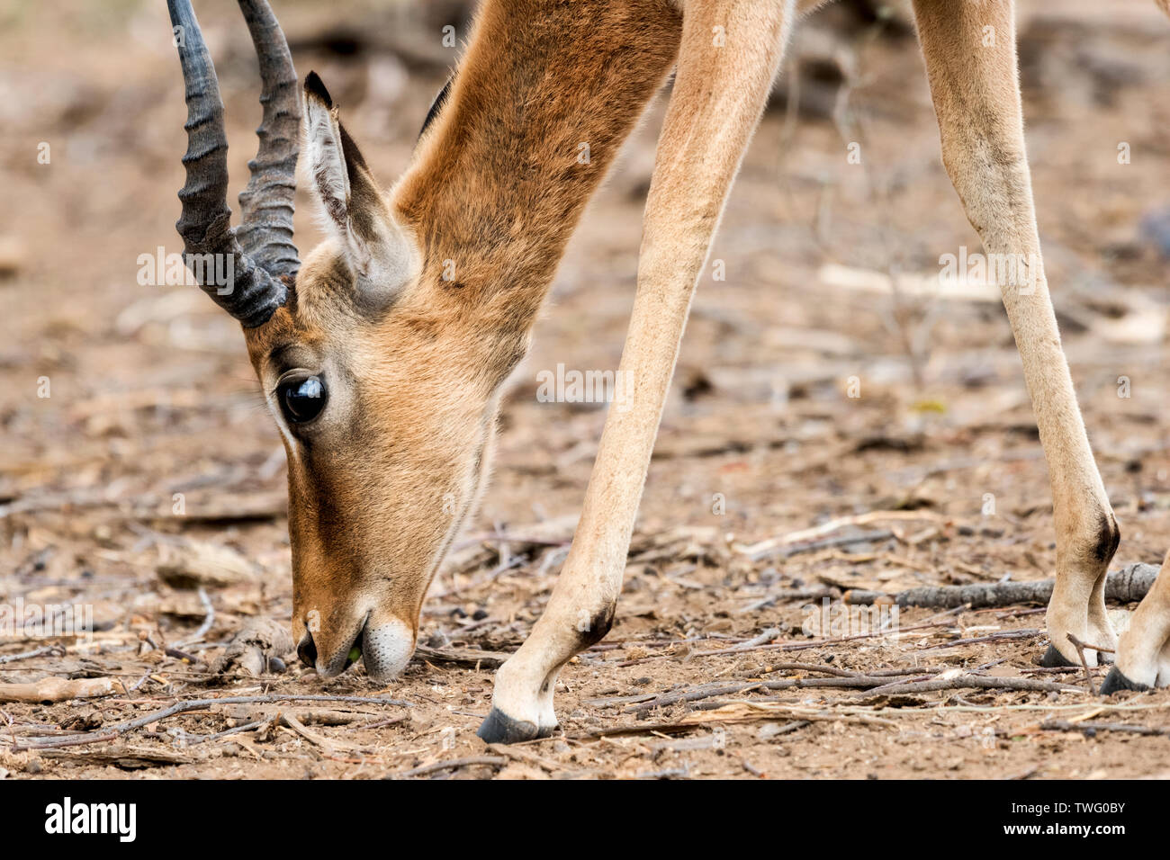 Lowered male head hi-res stock photography and images - Alamy