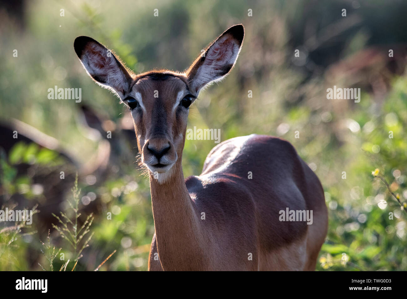 A female impala hi-res stock photography and images - Alamy