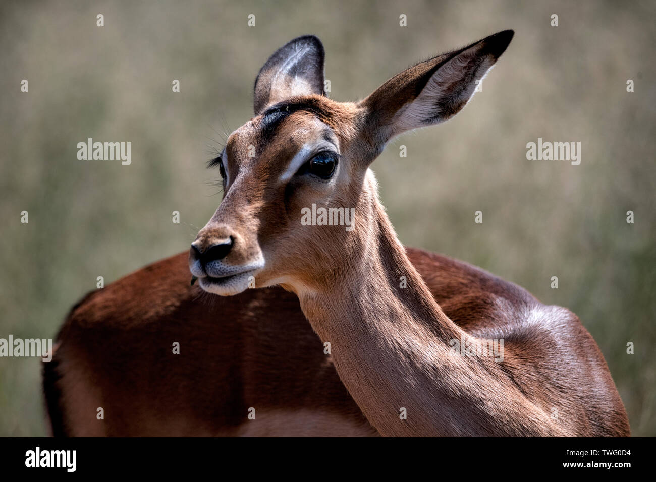 A juvenile impala Stock Photo - Alamy