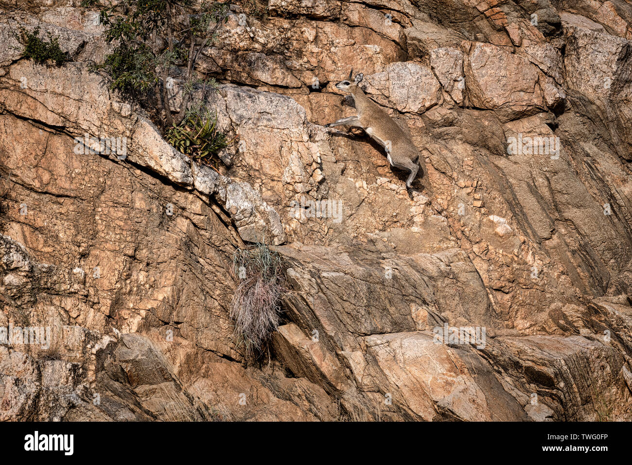 Klipspringer jumping hi-res stock photography and images - Alamy
