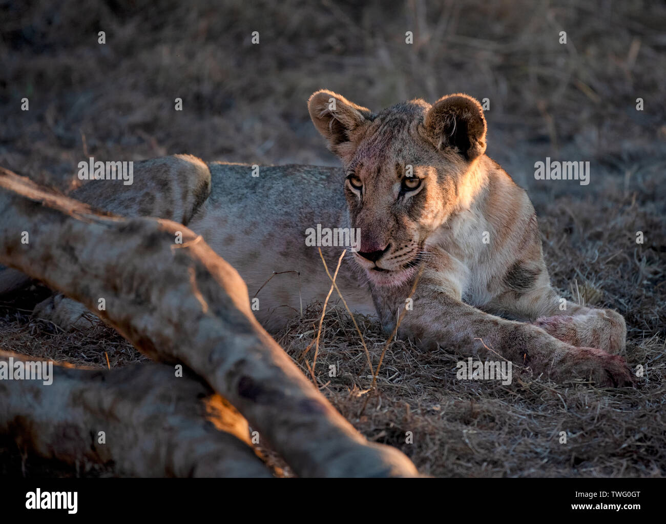 Dead giraffe hi-res stock photography and images - Alamy