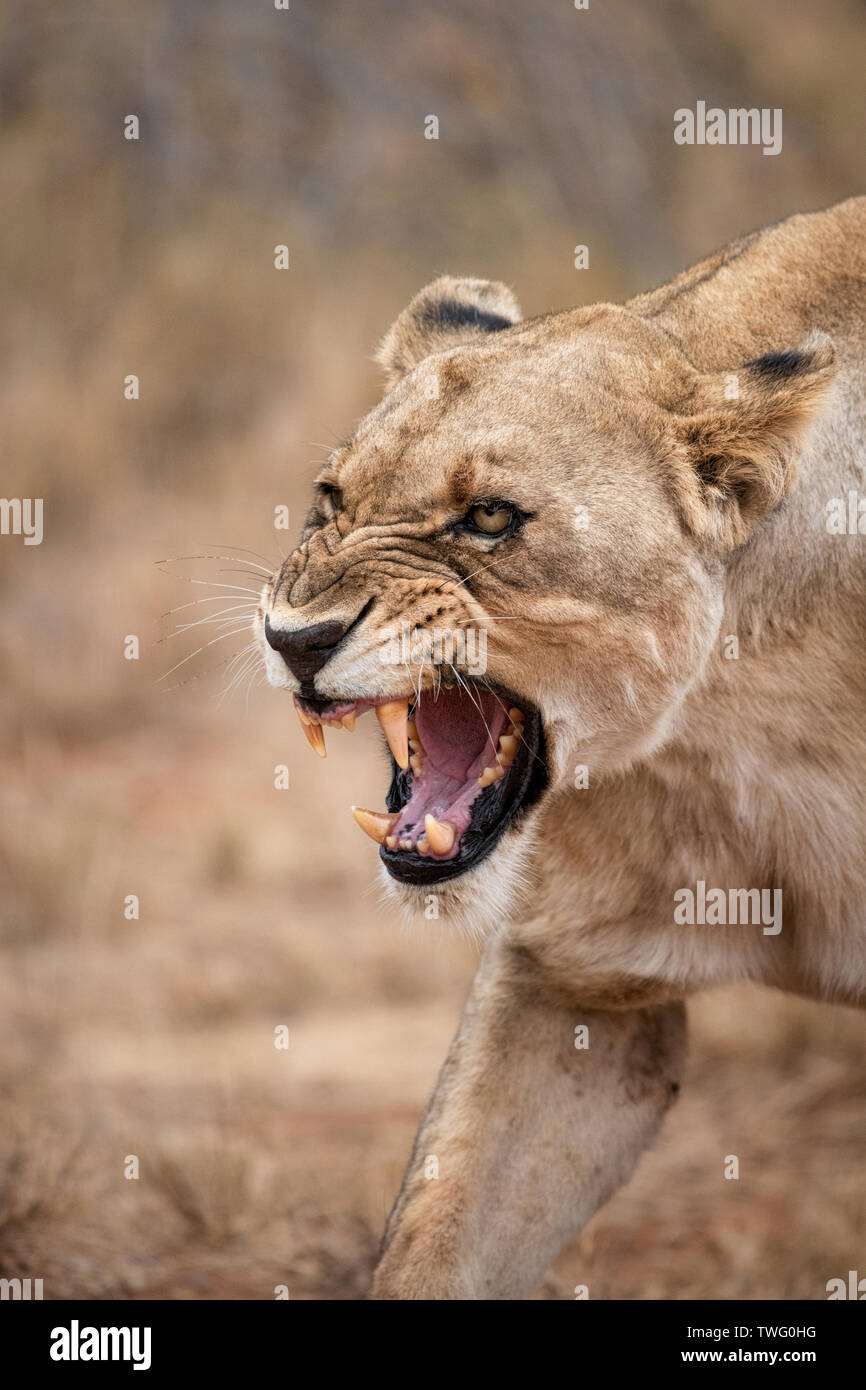 Lioness Snarl