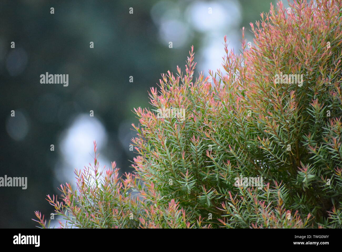 Beautiful natural plants in the garden. its natural composition Stock ...