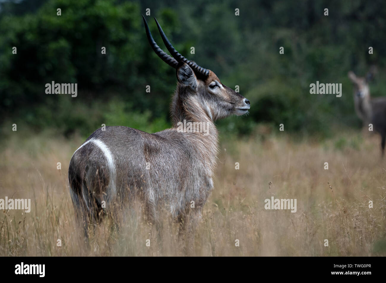 A waterbuck in a grassy clearing Stock Photo - Alamy