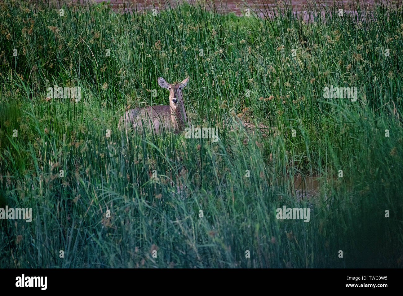 Female waterbuck in kruger national park hi-res stock photography and ...