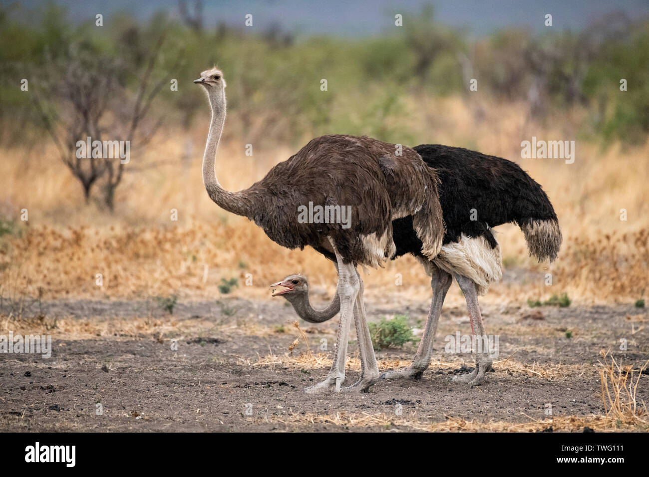 A male and female ostrich Stock Photo - Alamy